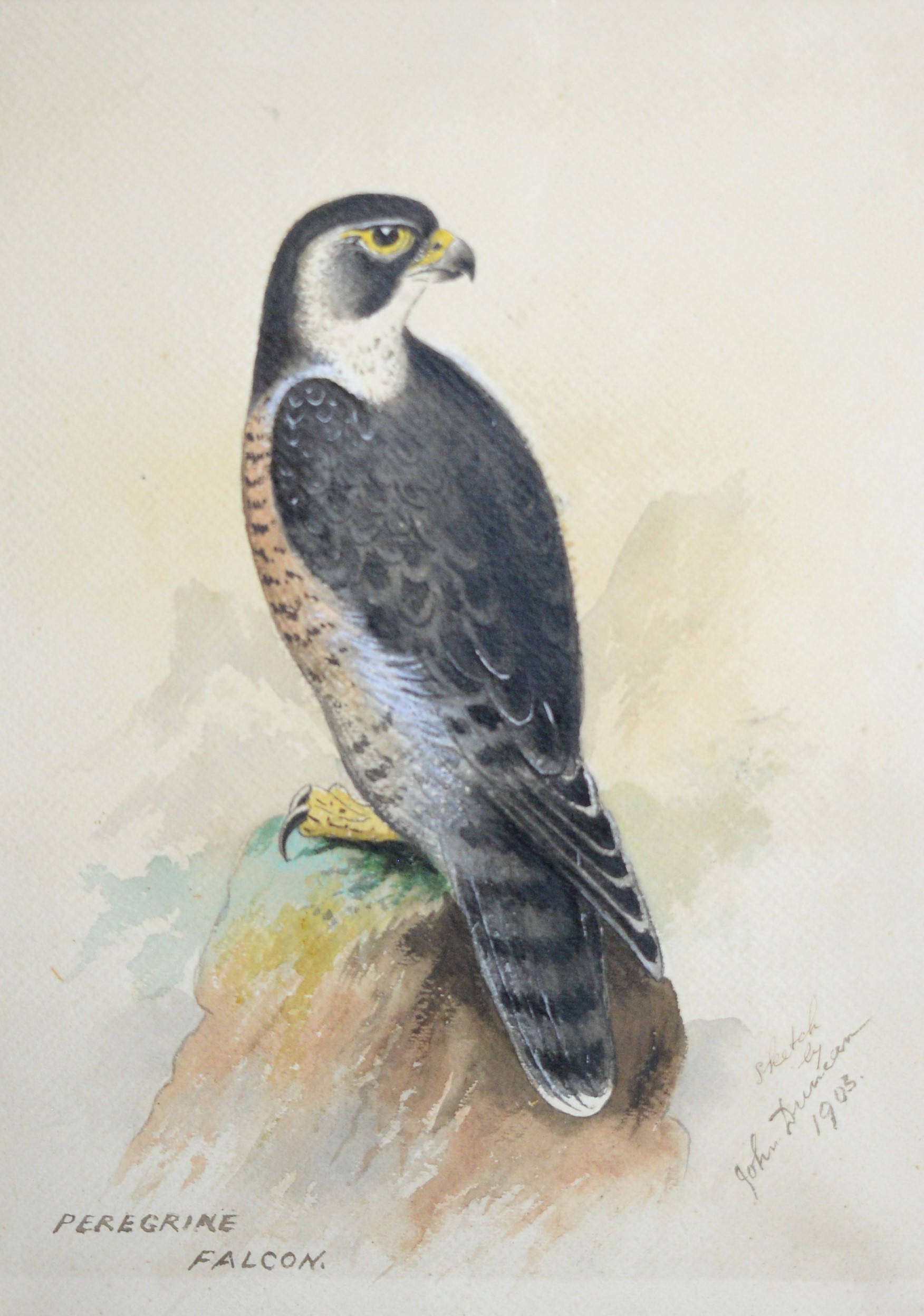 Lot 68 - John Duncan - Peregrine Falcon, and
