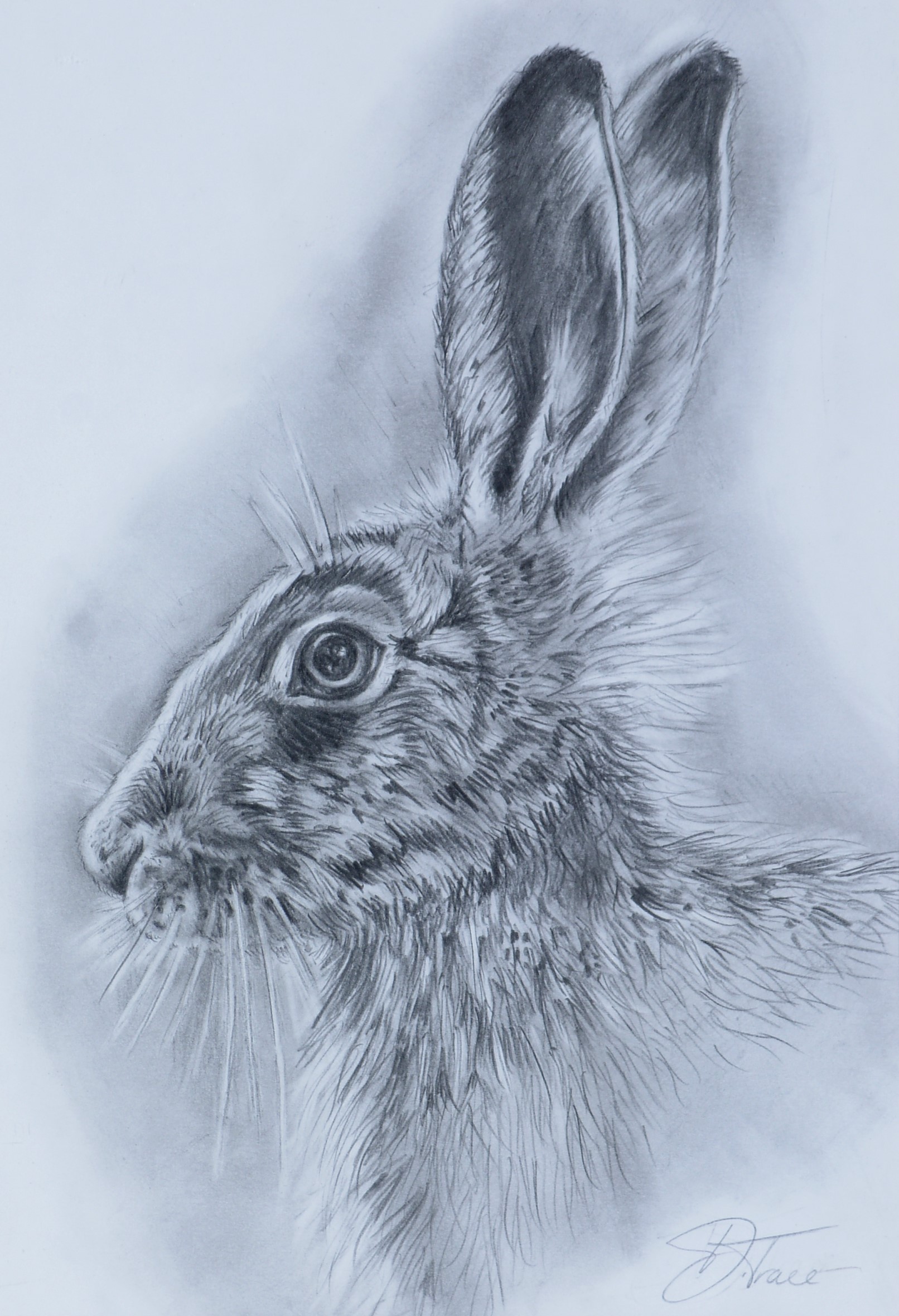 Lot 749 - Darcey Trace - Portrait of a Hare | pencil