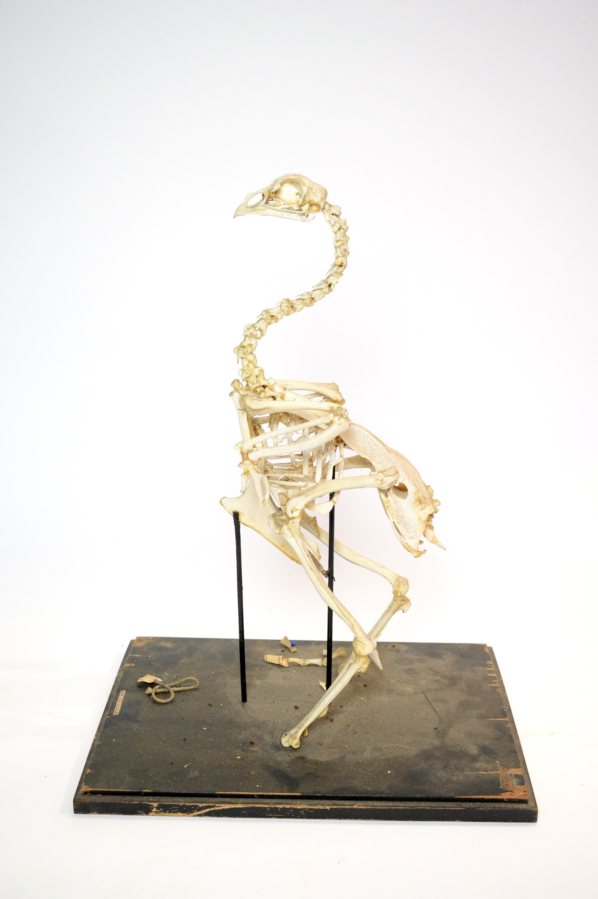 Lot 983 - Taxidermy: Cockerel skeleton.