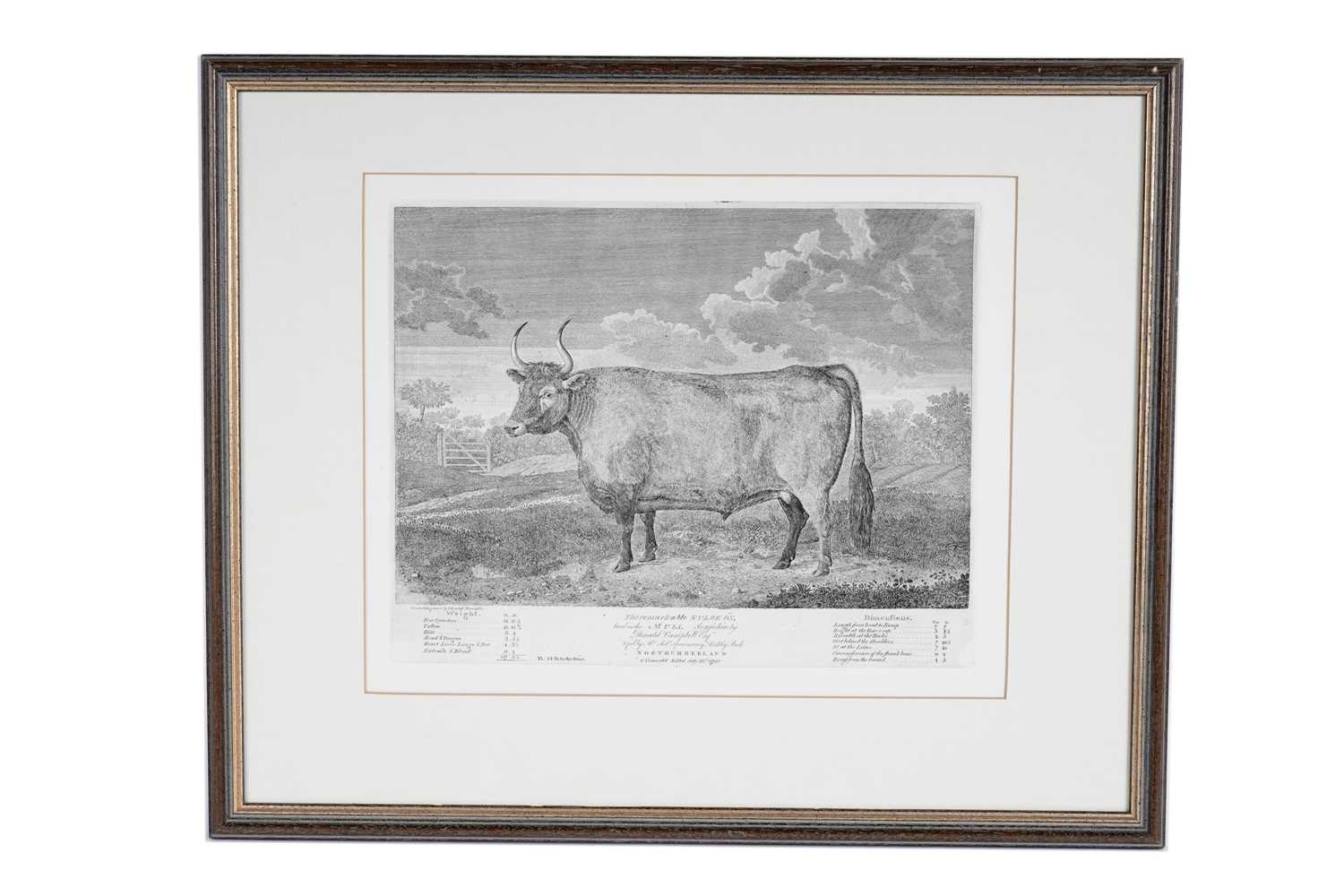 Lot 1551 - Thomas Bewick - The Remarkable Kyloe Ox