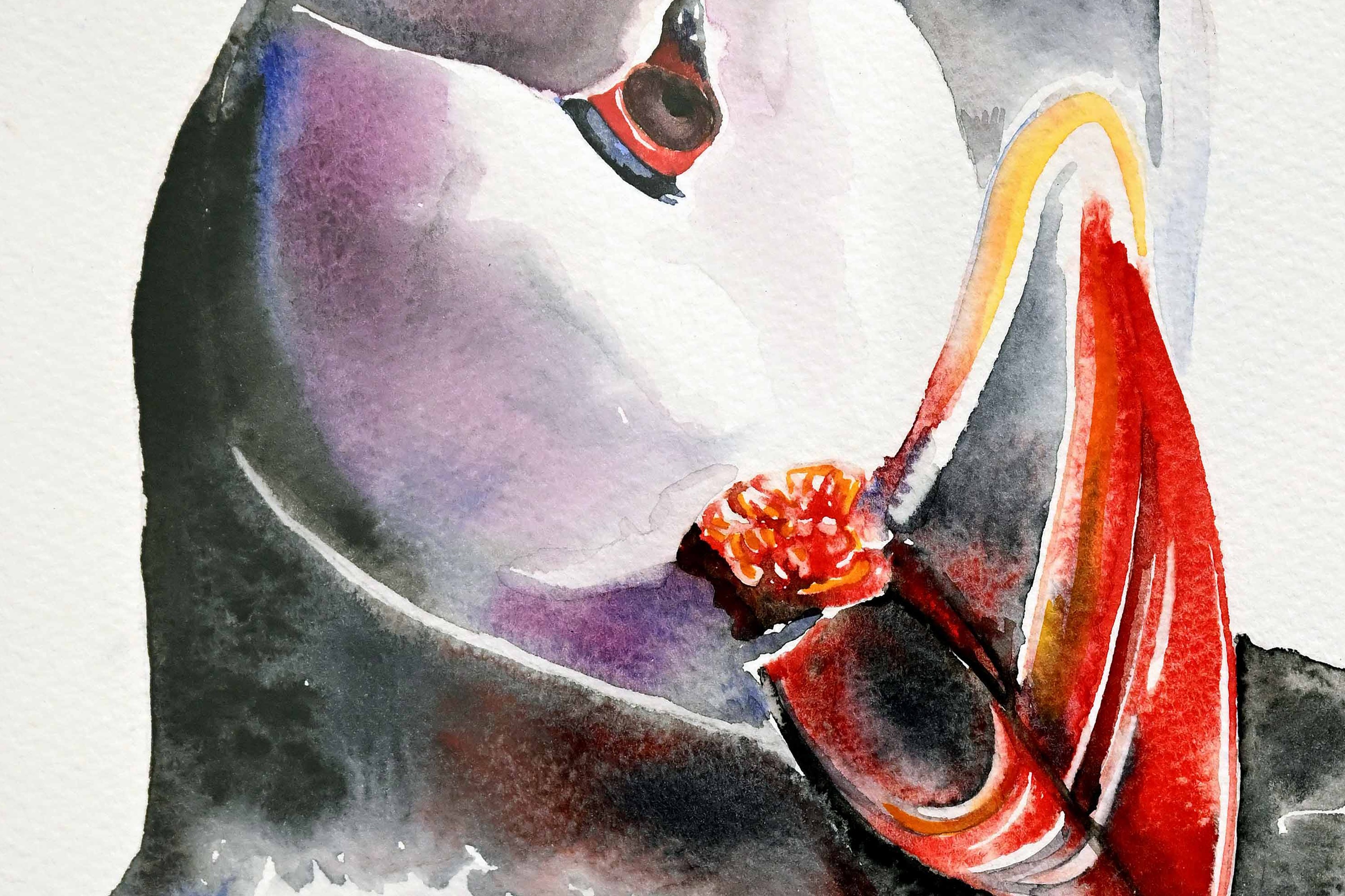 Lot 11 - Jim Moir, Puffin, Framed and Signed Original